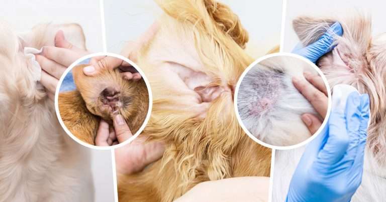 Dog Ear Dermatitis: Causes and Home Treatments