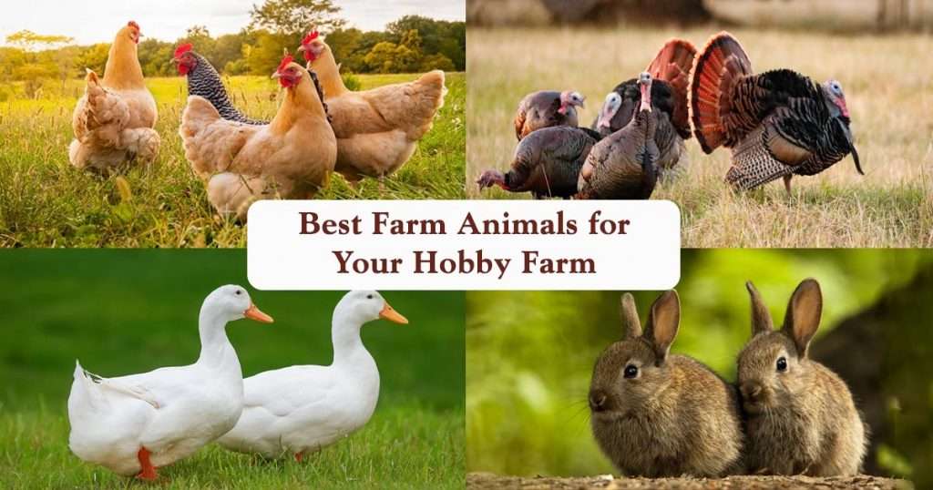 Best Farm Animals for Your Hobby Farm
