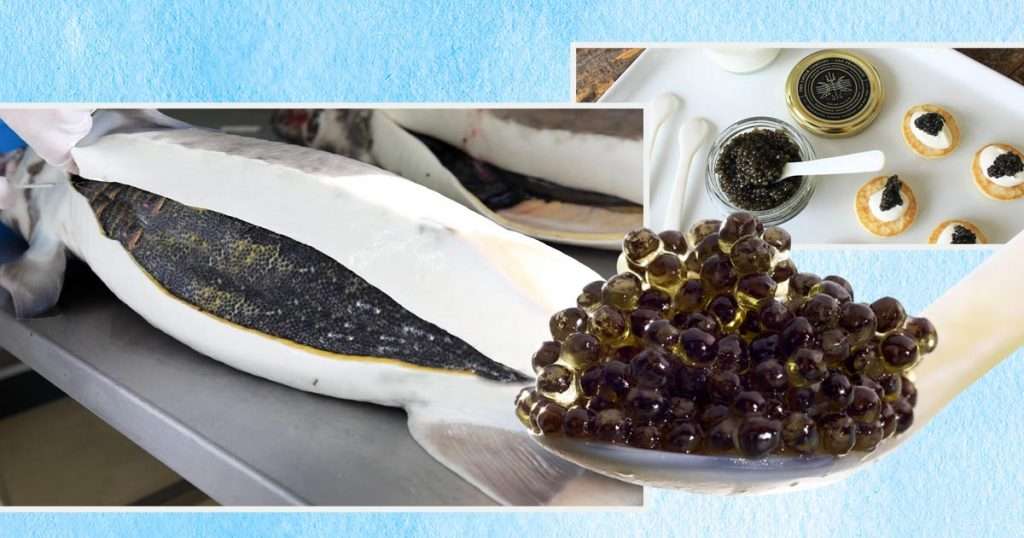 Why Caviar Costs So Much: Is It Worth the Price?