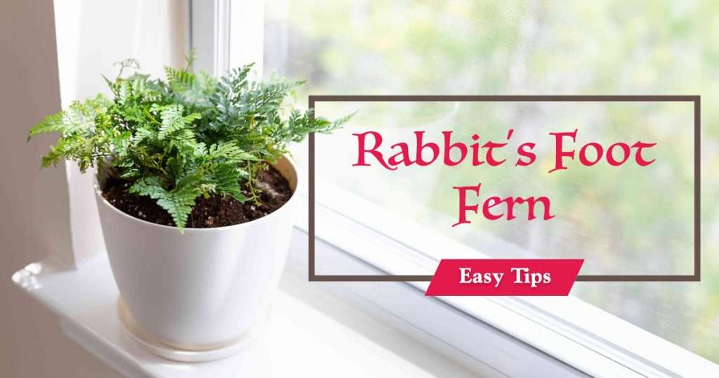 Easy Tips for a Lush Rabbit's Foot Fern