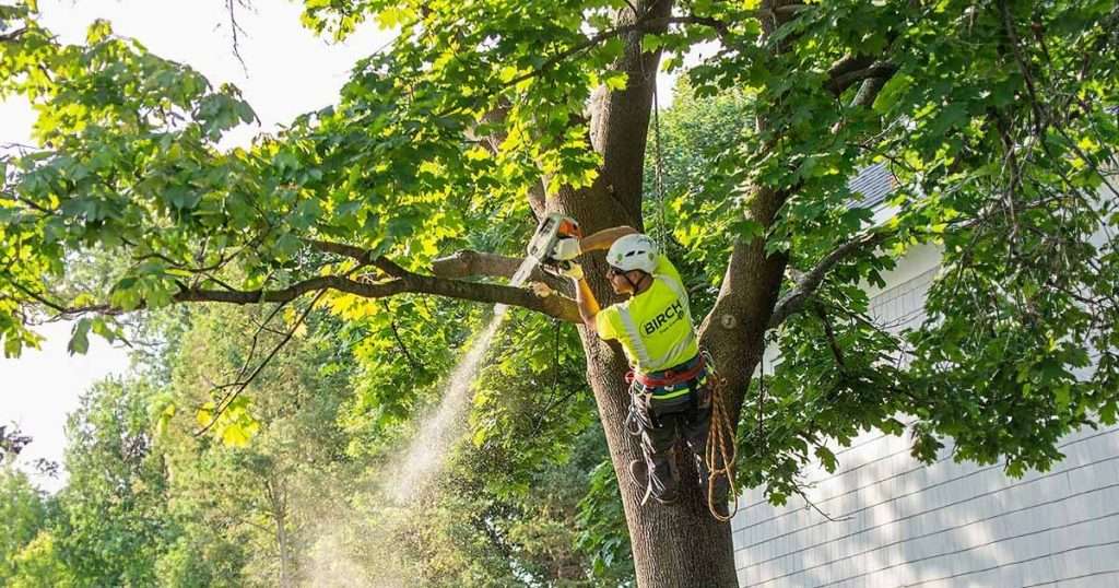 Pruning Guide: The Best and Worst Times to Trim Your Trees